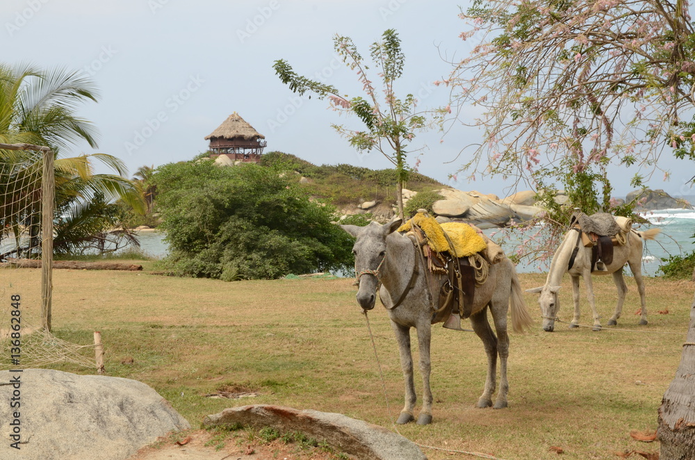 Burro blanco con montura en Cabo San Juan del Guía, en el parque ...