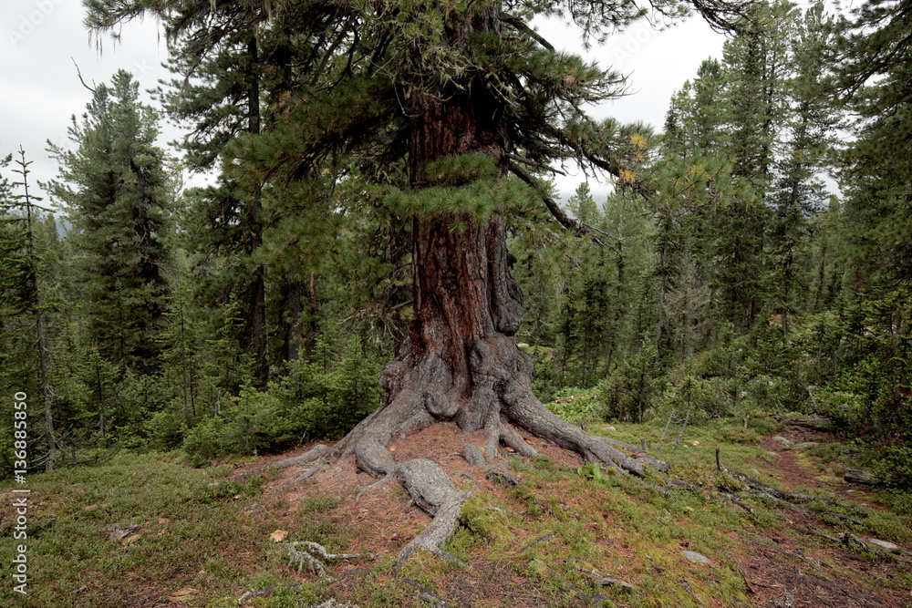Mighty cedar in the Siberian taiga Old wood textured base – winding in ...