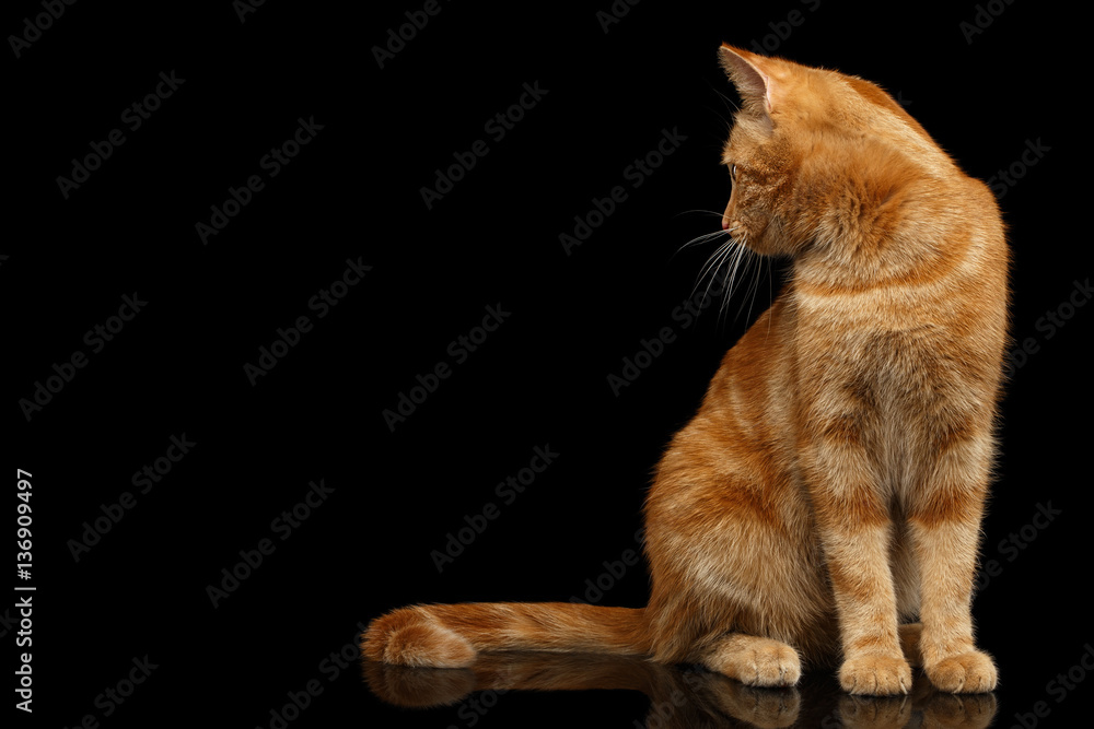 Ginger cat sitting and Stare at side on Isolated Black background ...