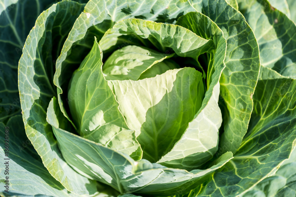 Soft focus of Big cabbage in the garden Stock Photo | Adobe Stock