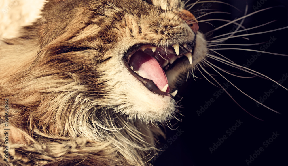 Angry cat muzzle Stock Photo | Adobe Stock