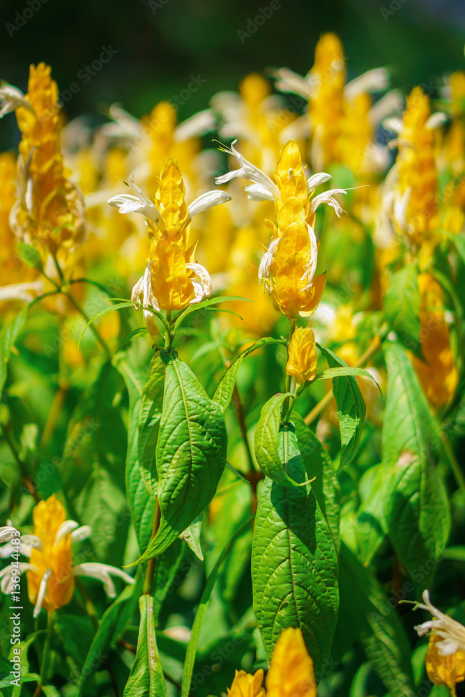 Bright yellow Pachystachys lutea flower. It is also known as lollipop ...
