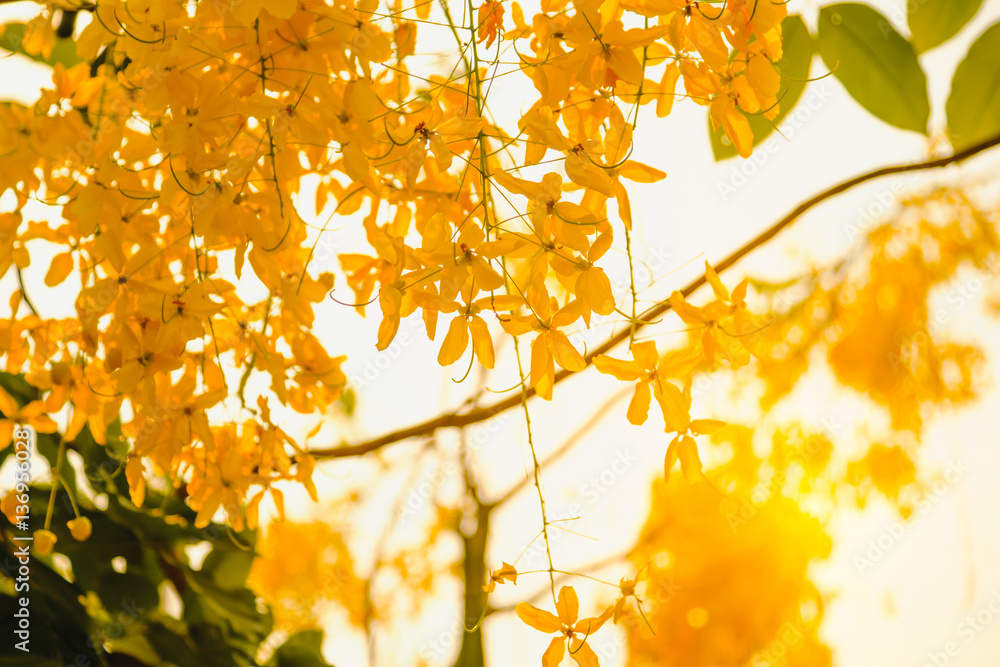 Golden Shower flower or known as the golden rain tree, canafistula and this is the national tree ...
