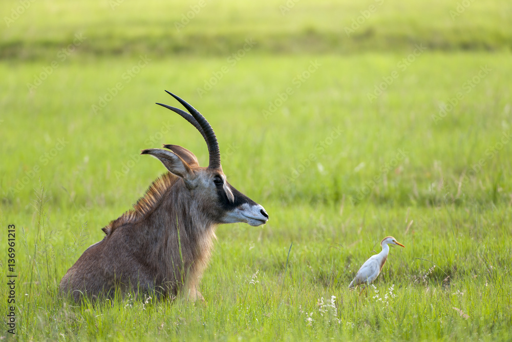 Roan antelope (Hippotragus equinus) and cattle egret (Bubulcus ibis ...