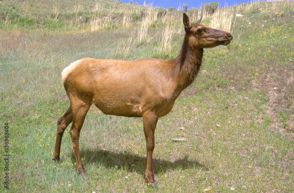 cervo canadese femmina cervus canadensis parco nazionale yellowstone ...