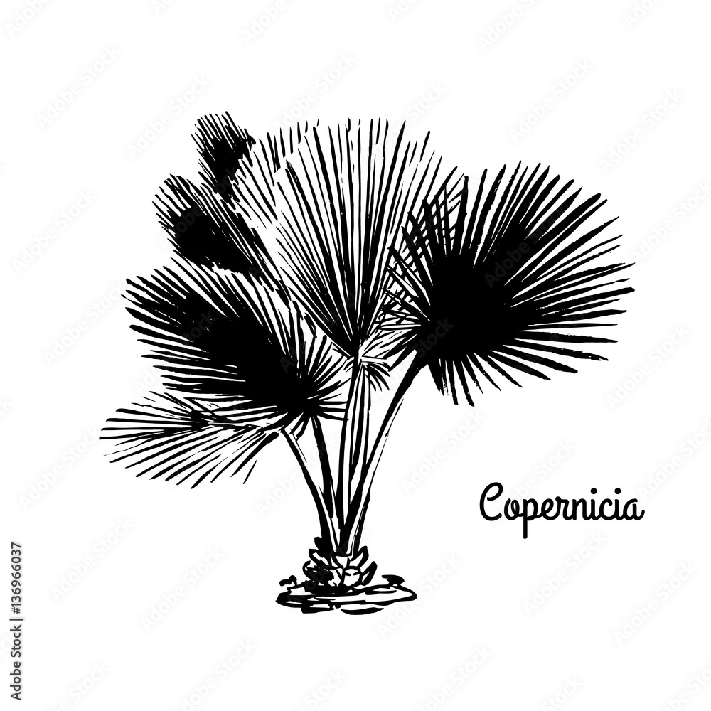 Vector sketch illustration. Black silhouette of Copernicia Palm ...