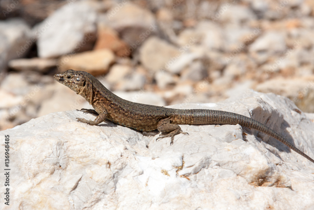 Foto Stock Spanish Lizard | Adobe Stock