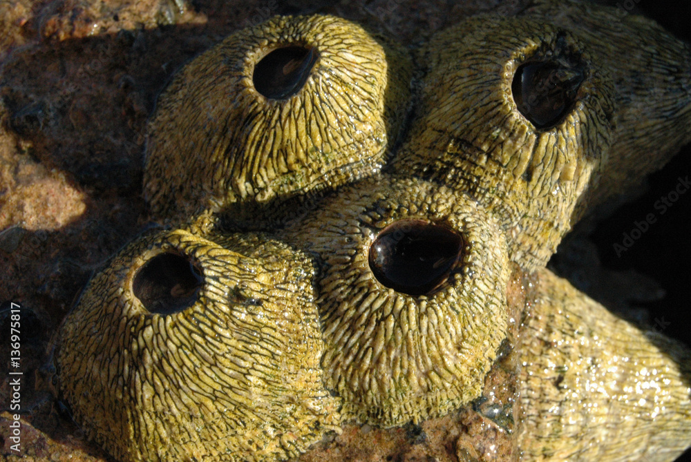 Balanus is a genus of barnacles in the family Balanidae, Crustacea. Red ...