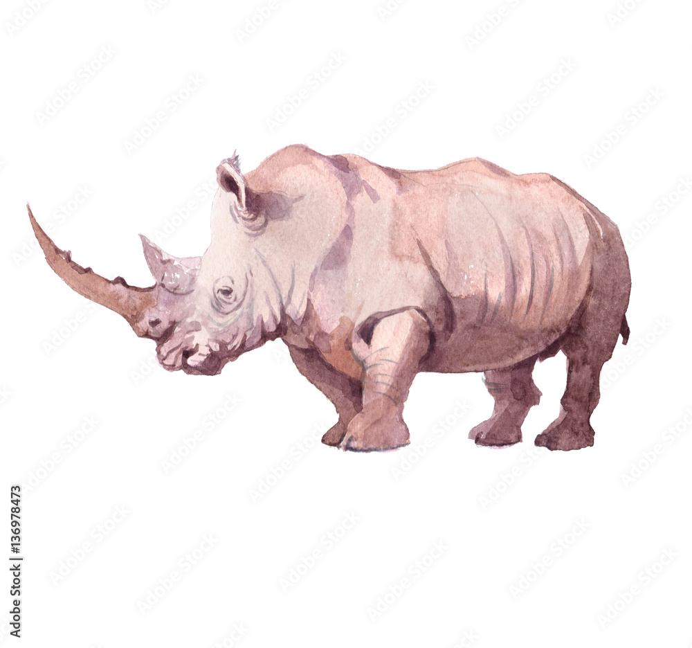 Watercolor realistic rhinoceros animal isolated on a white background ...