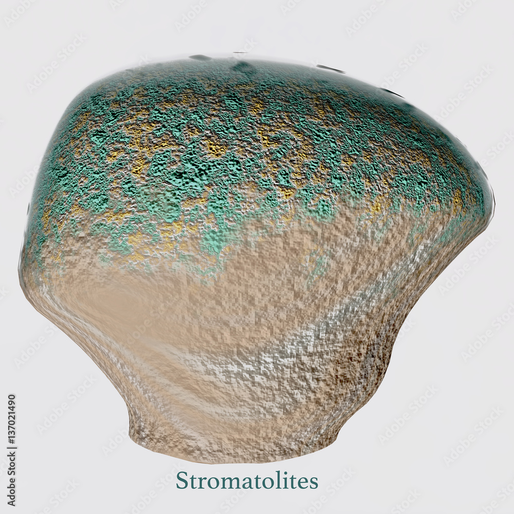 Stromatolites with Font - Stromatolites are a microbial mat structure ...
