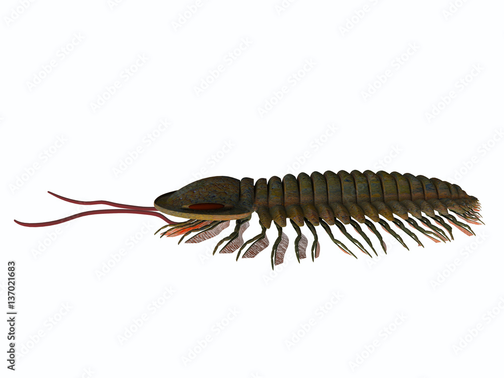 Trilobite triarthrus Side Profile - Trilobite triarthrus animal lived ...