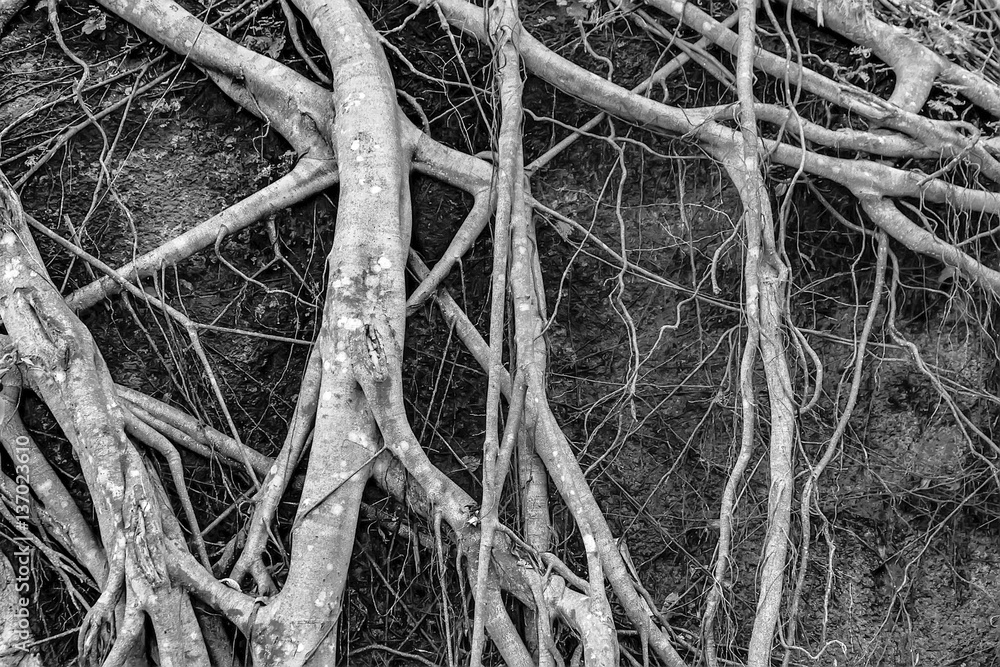 Black and white roots of trees Stock Photo | Adobe Stock