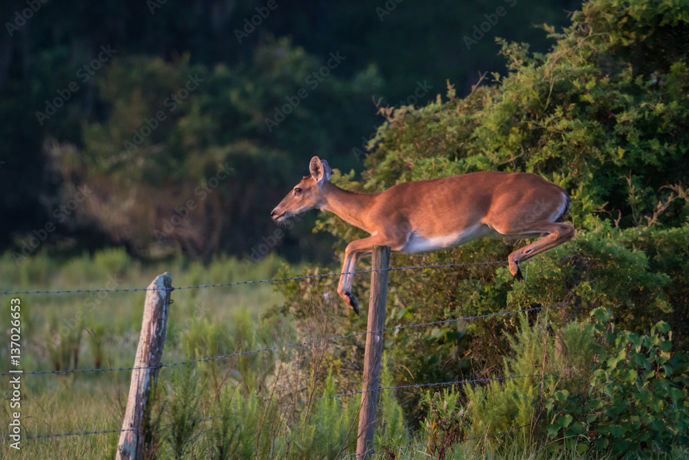 Deer jumping fence Stock Photo | Adobe Stock