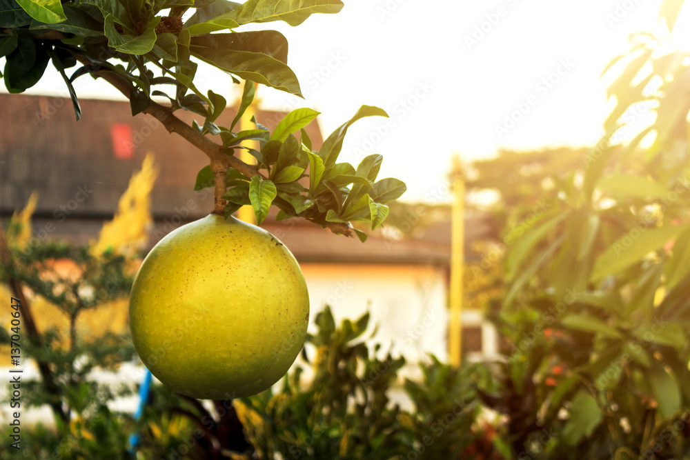 fruit of the Calabash tree in the garden with soft-focus in the ...
