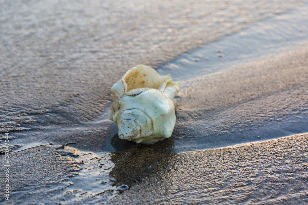 Shell on the beach Stock Photo | Adobe Stock