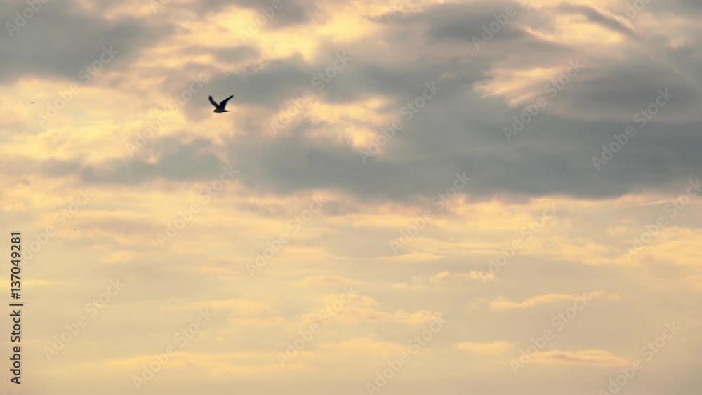 One bird flying in sunset sky. Nature background with wildlife. Stock ...