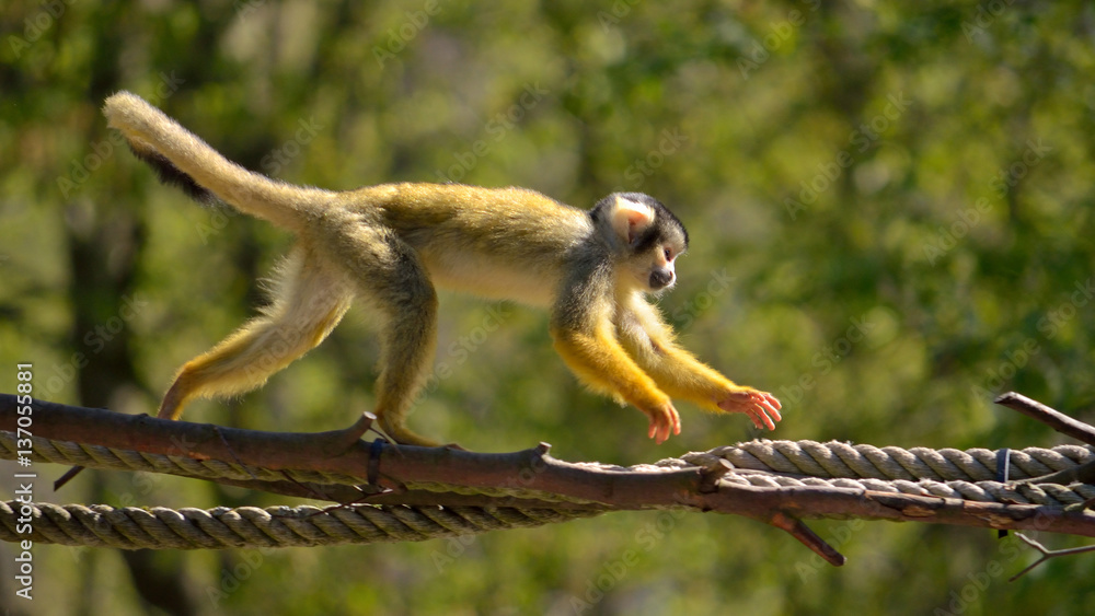 Foto Stock Kleiner Affe klettert | Adobe Stock