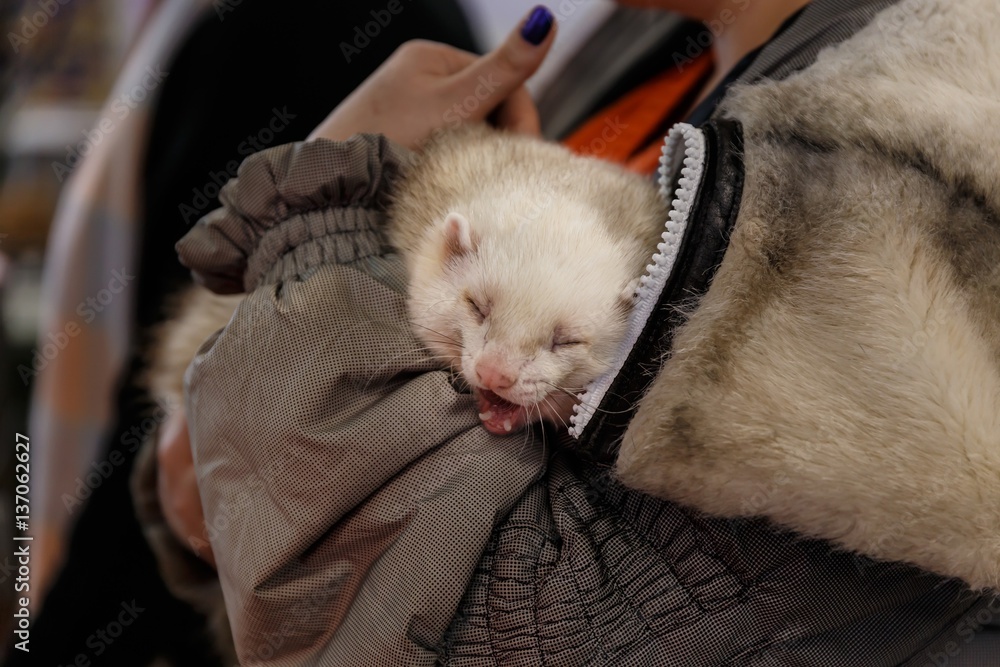 woman holds a beautiful and cute ferret Stock Photo | Adobe Stock