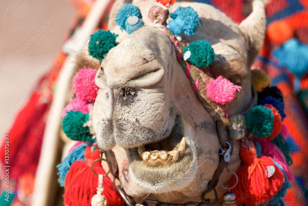 Camel funny face - showing teeth Stock Photo | Adobe Stock