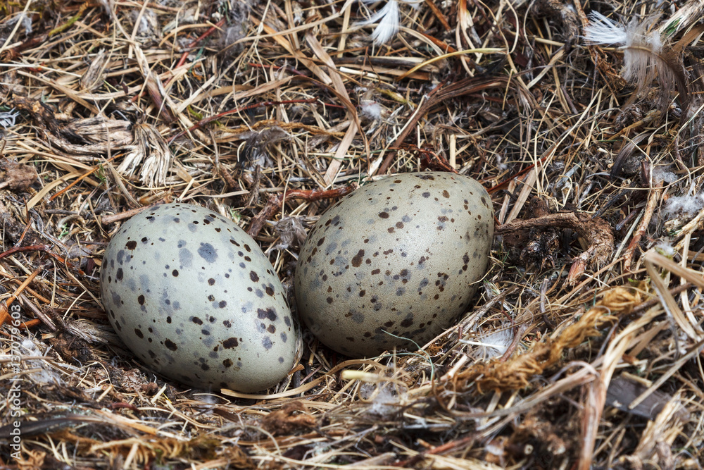 Colorful gull eggs in natural habitat, closeup Stock-Foto | Adobe Stock