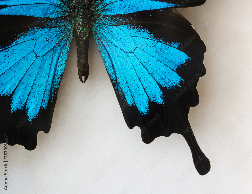 Blue And Black Butterflies