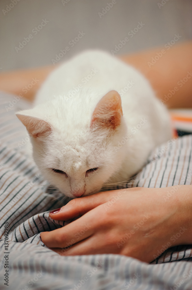 White cat is on the bed. Female body parts. Cat sniffing girl's hand ...