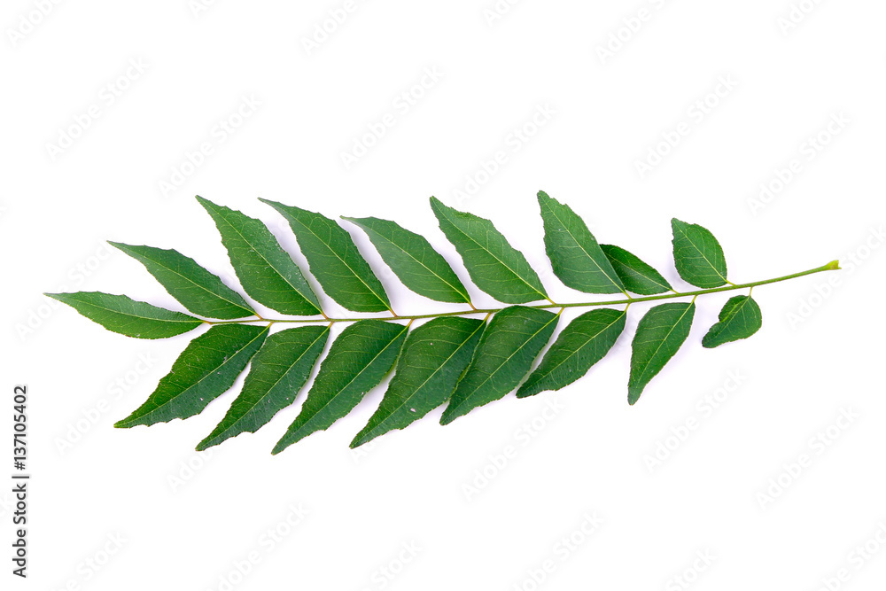 Curry Leaf isolated on white background Stock Photo | Adobe Stock