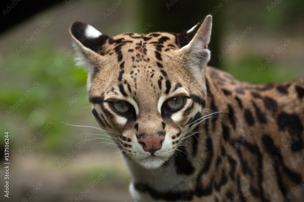Ocelot (Leopardus pardalis) Stock Photo | Adobe Stock