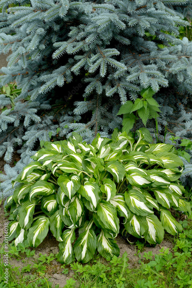 Foto de Khosta (Funkiya) wavy (Hosta undulata (Otto et Dietr. (Bailey ...