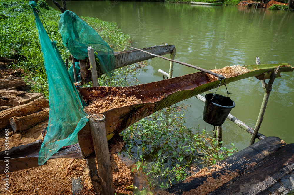 Sago Making. Sago is extracted from the sago palm by cutting the pith ...