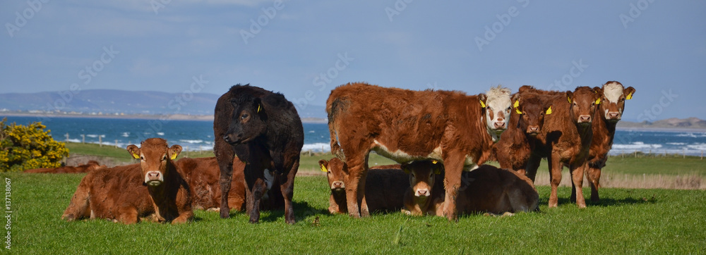 The Herd of happy alive grazing cattle: Cows or Bulls standing outside ...