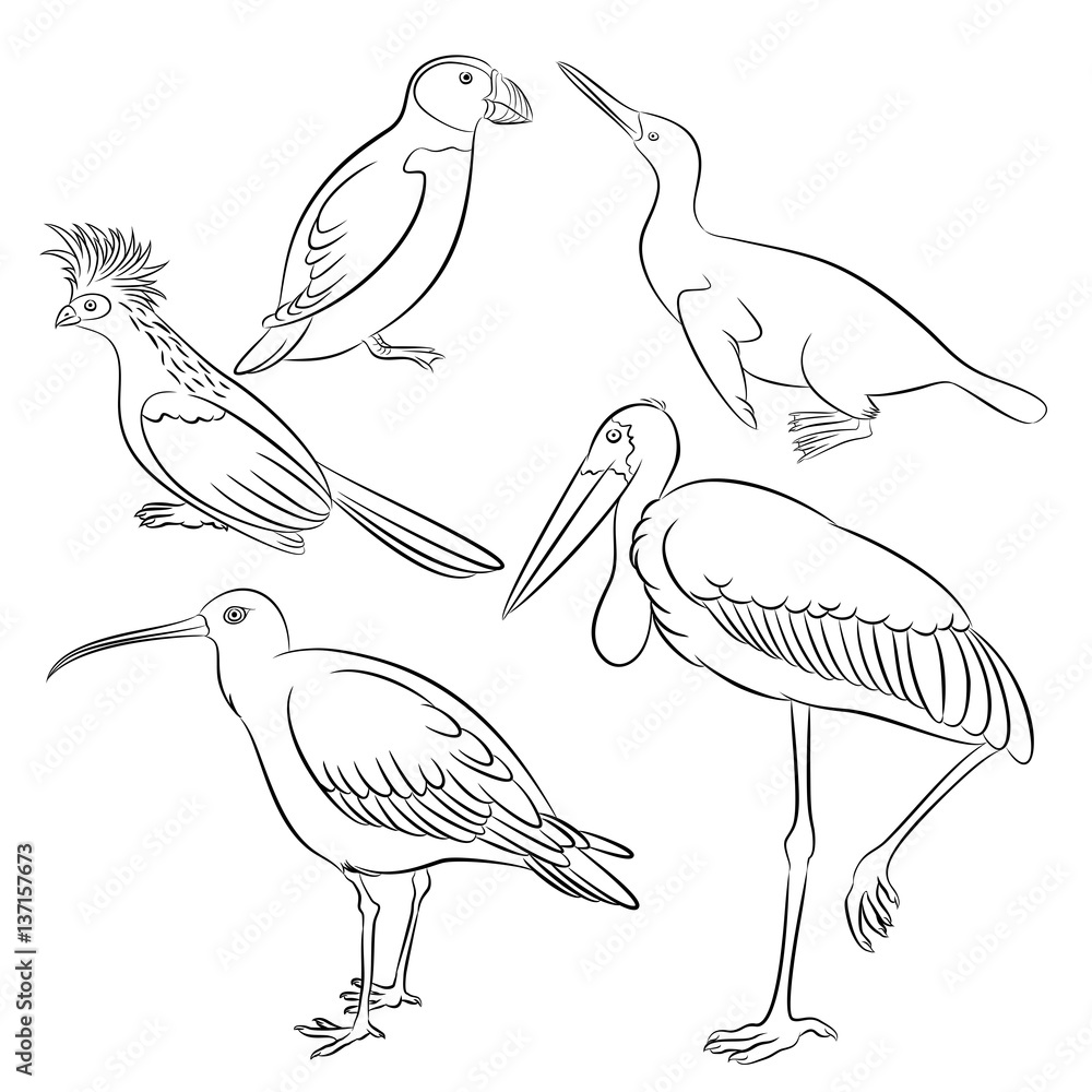 adjutant puffin waimanu hoatzin curlew bird line vector simple ...
