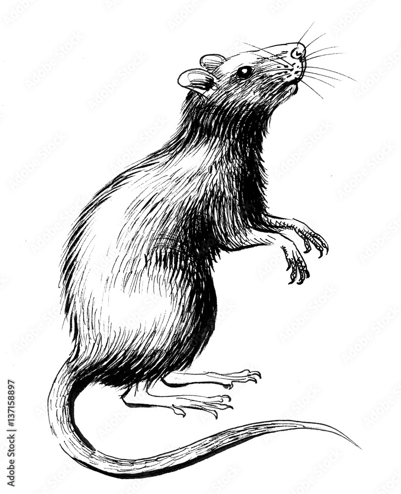 Rat sketch Stock Illustration | Adobe Stock