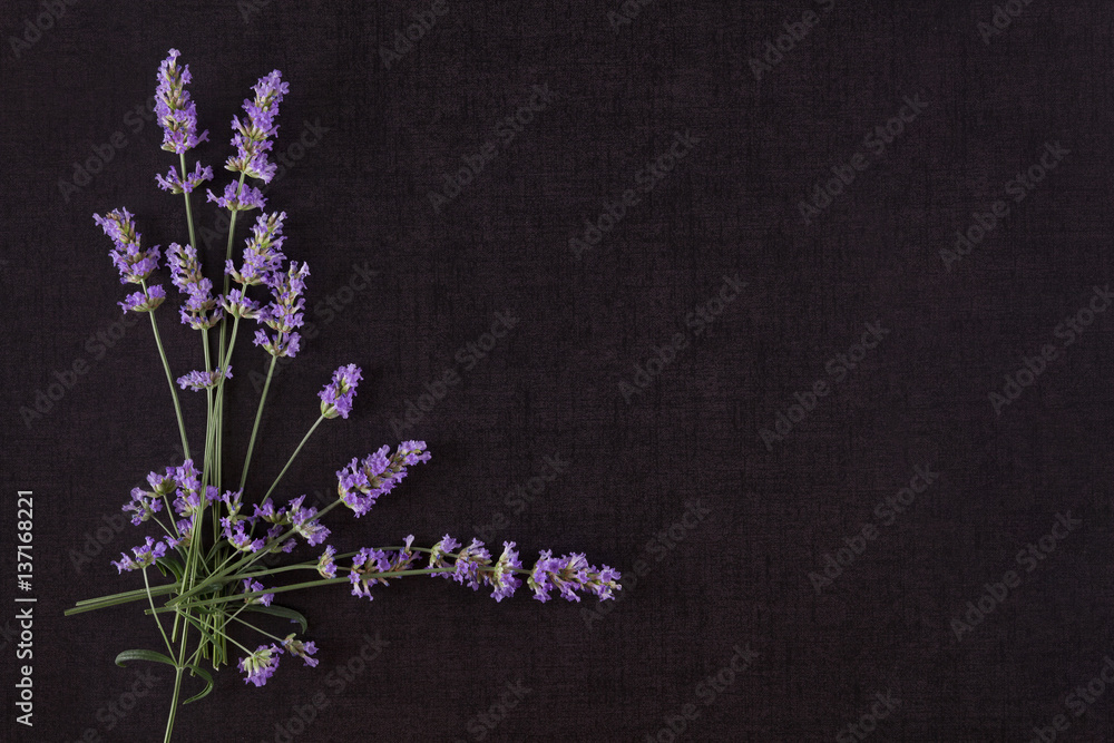 Lavender flower background. Stock Photo | Adobe Stock