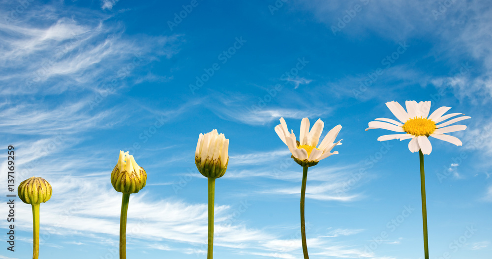 Stages of growth and flowering of a daisy, blue sky background, life ...