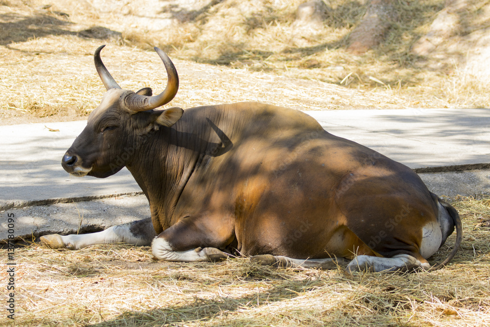 Image of a brown bull on nature background. wild animals. Stock Photo ...