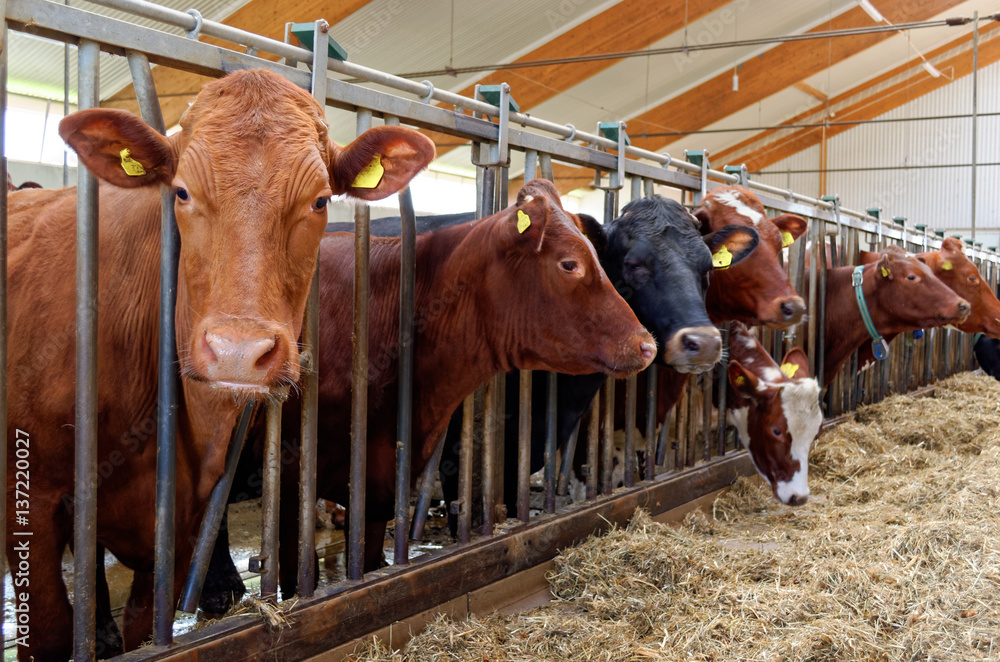 Cows inside a barn at a feeding station with hay on the floor. One cow ...