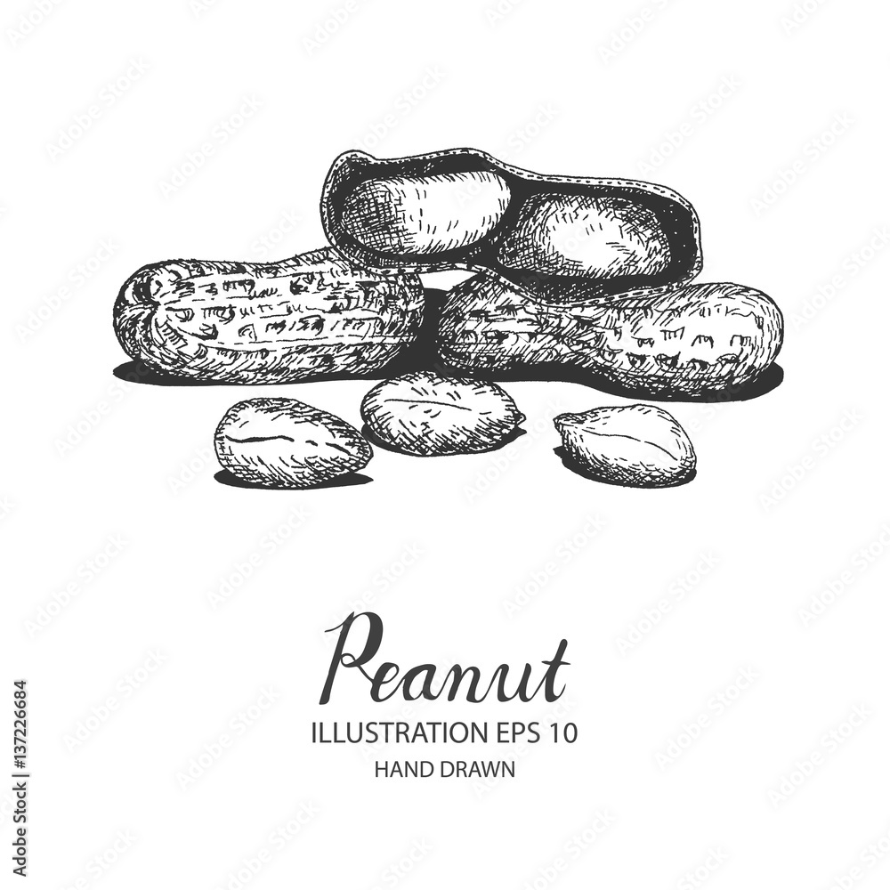 Peanut hand drawn illustration by ink and pen sketch. Isolated vector ...