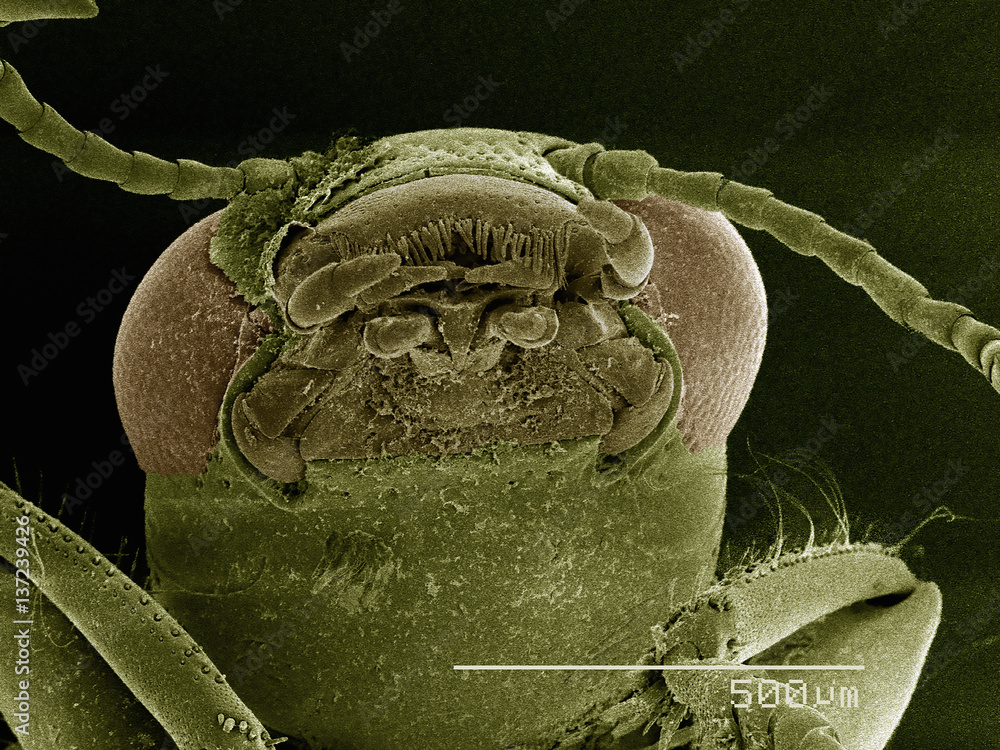 Scanning electron micrograph of a crawling water beetle (Coleoptera ...