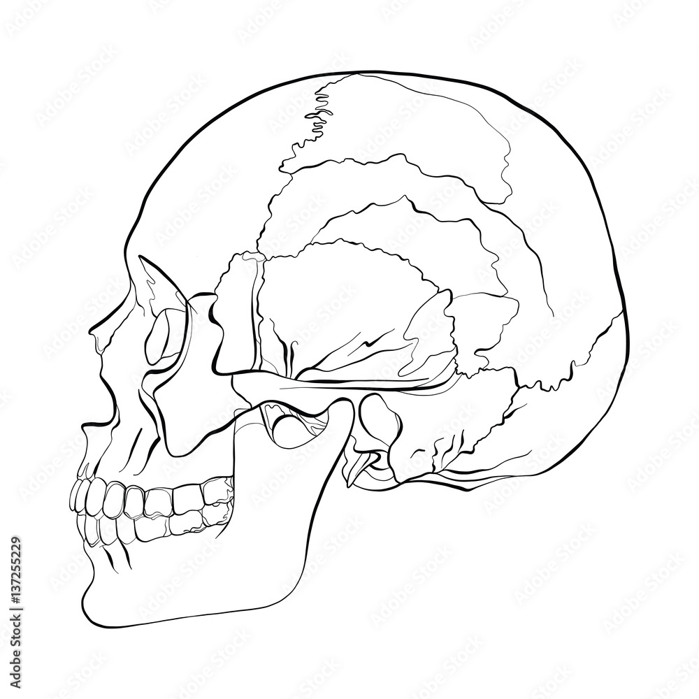 Vector illustration, hand drawing of a human skull Stock Vector | Adobe ...