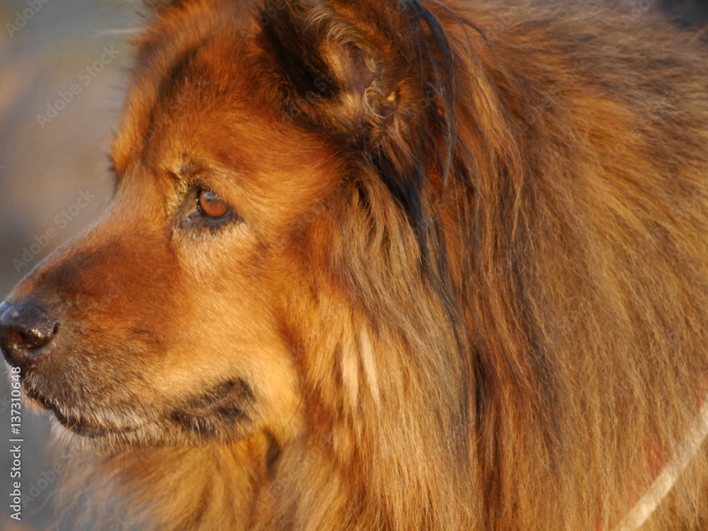 Australian Shepherd Mix Chow Chow