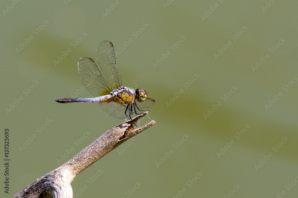 Image of dragonfly perched on a tree branch on nature background ...