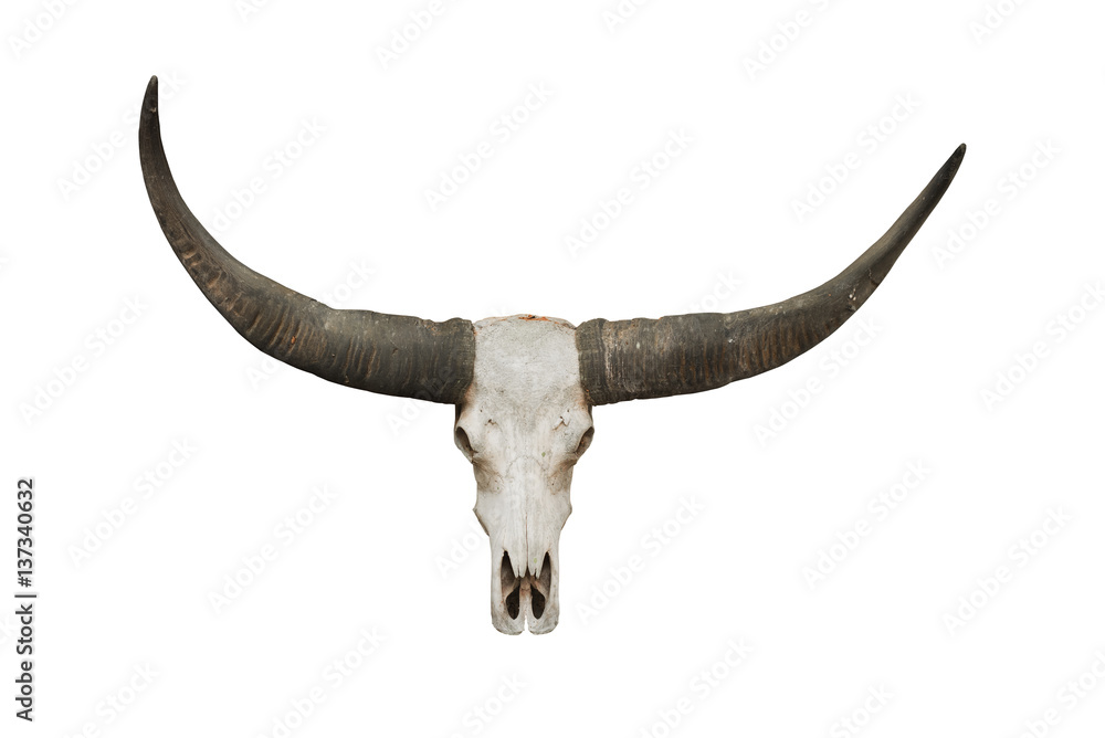 Head skull of buffalo isolated on white background Stock Photo | Adobe ...