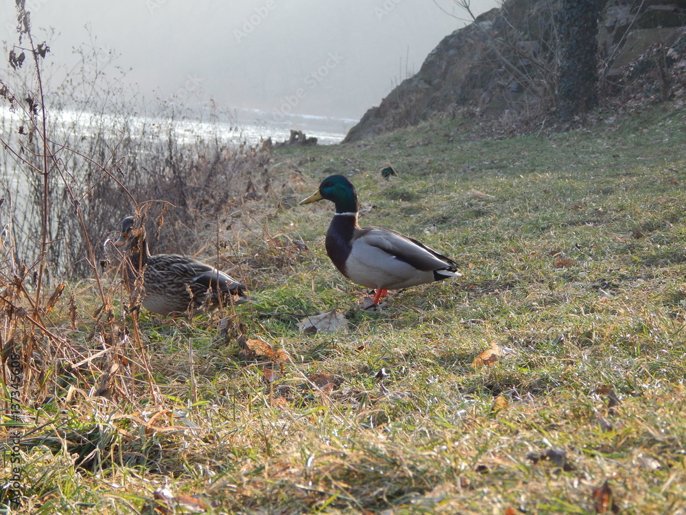 Ente und Erpel am Ufer Stock Photo | Adobe Stock