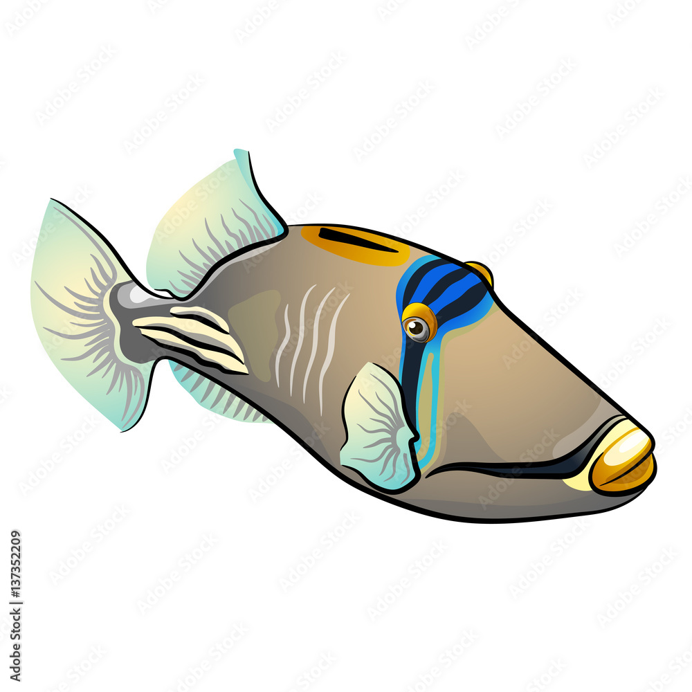 Picasso triggerfish. fish isolated on white background Stock Vector ...