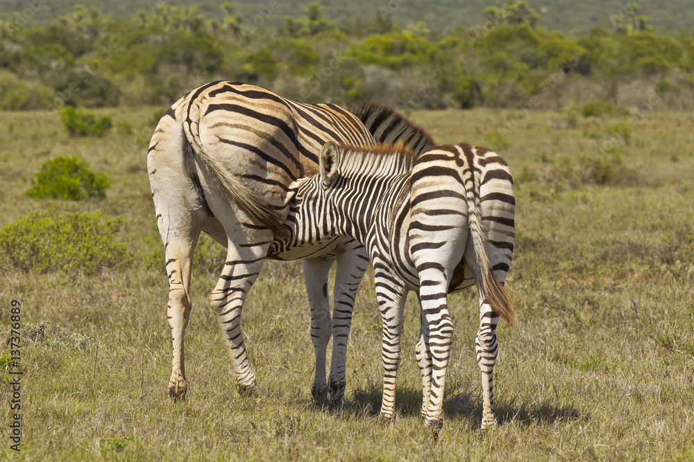 Young zebra feeding from its mother Stock Photo | Adobe Stock