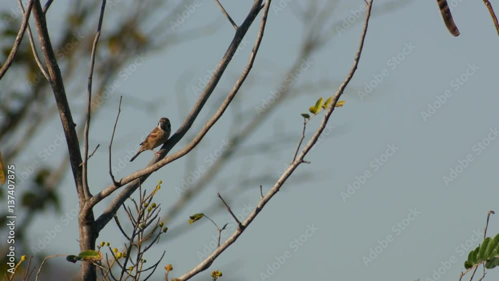 sparrow bird is relaxing on the tree branch and flying away Stock Video ...