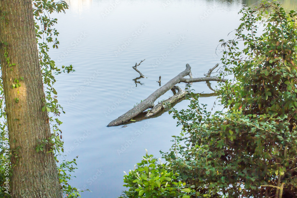 Tree Branch floating in a Delaware lake Stock Photo | Adobe Stock