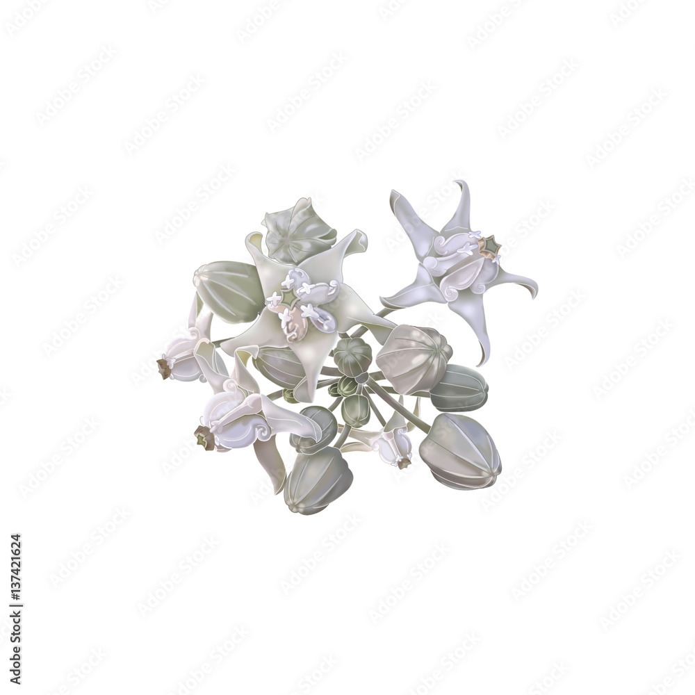 CROWN FLOWER CALOTROPIS GIANTEA drawing design Stock Illustration ...