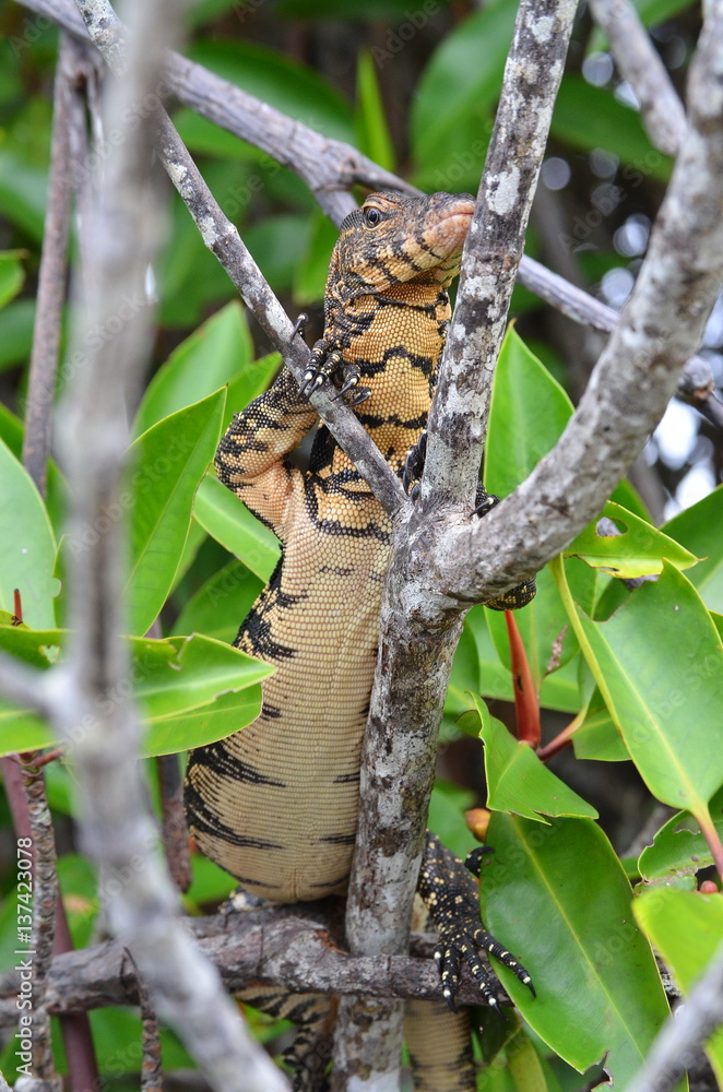 Varan. Lizard on the branch. Stock Photo | Adobe Stock